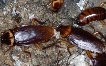 Vermont Pest Control Experts at Millers Pest Control