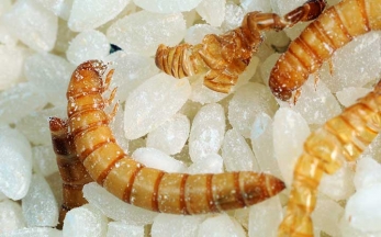 Vermont Pest Control Experts at Millers Pest Control